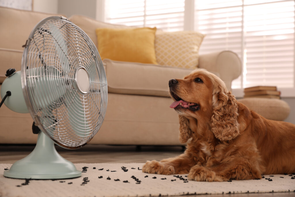 Pet Warm Weather Safety